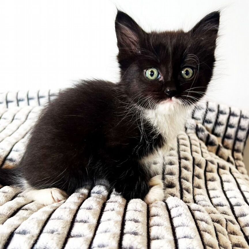 Котёнок в добрые руки