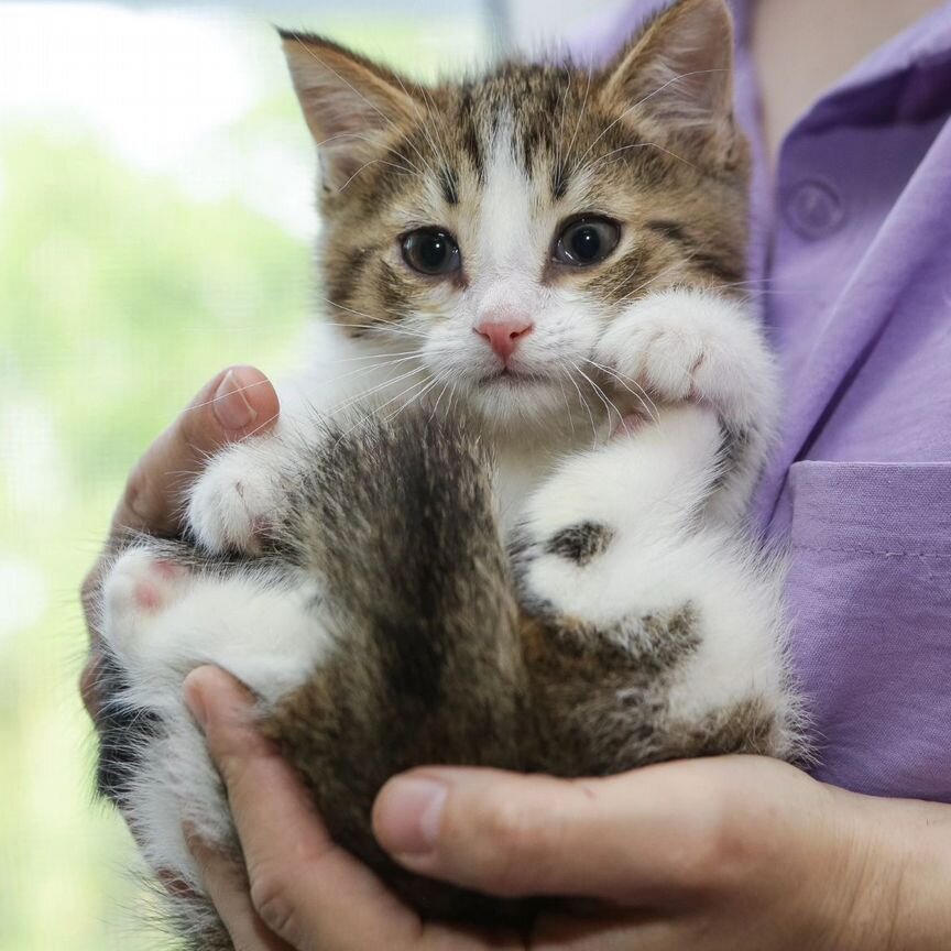 Котенок мальчик 2 мес