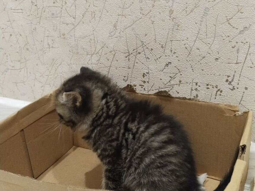 Кошка