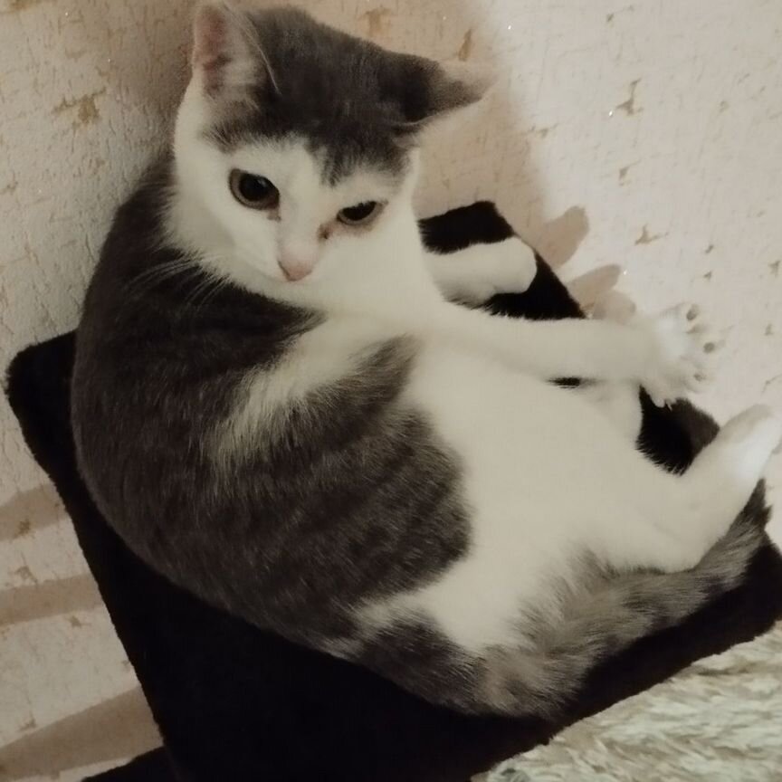 Кошка в дар