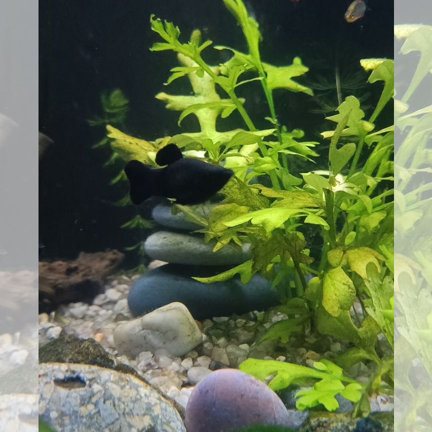 Моллинезия черная