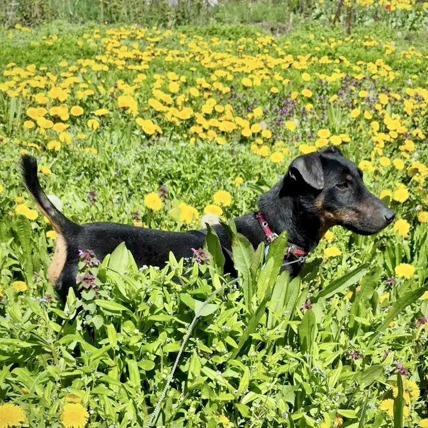 Немецкий охотничий терьер, взрослый пёс