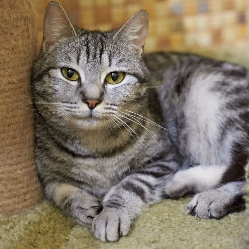 Взрослая, кошка в добрые руки