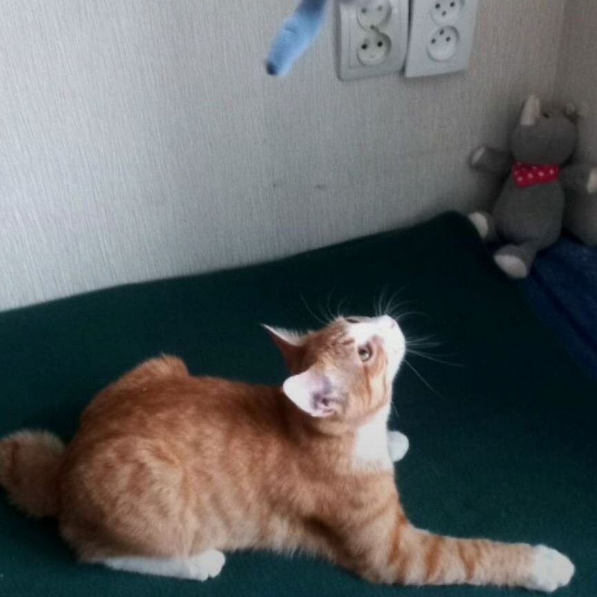 Котёнок в добрые руки