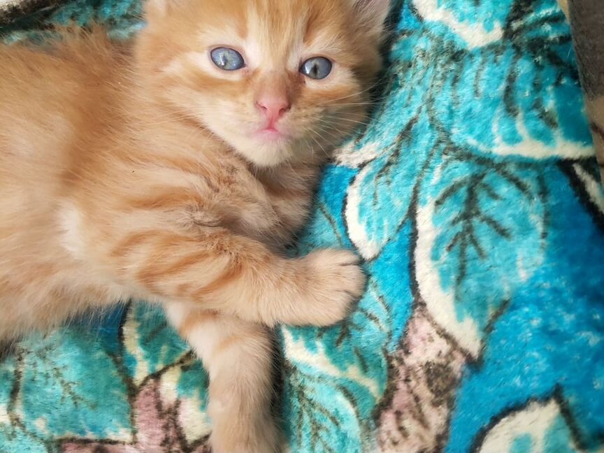 Котята рыженькие