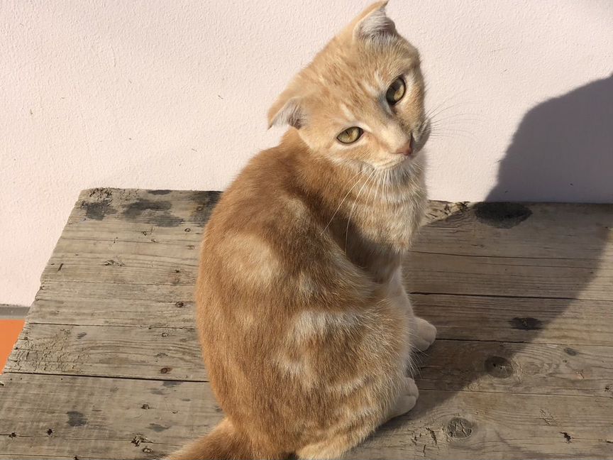 Отдам вислоухого котика в дом