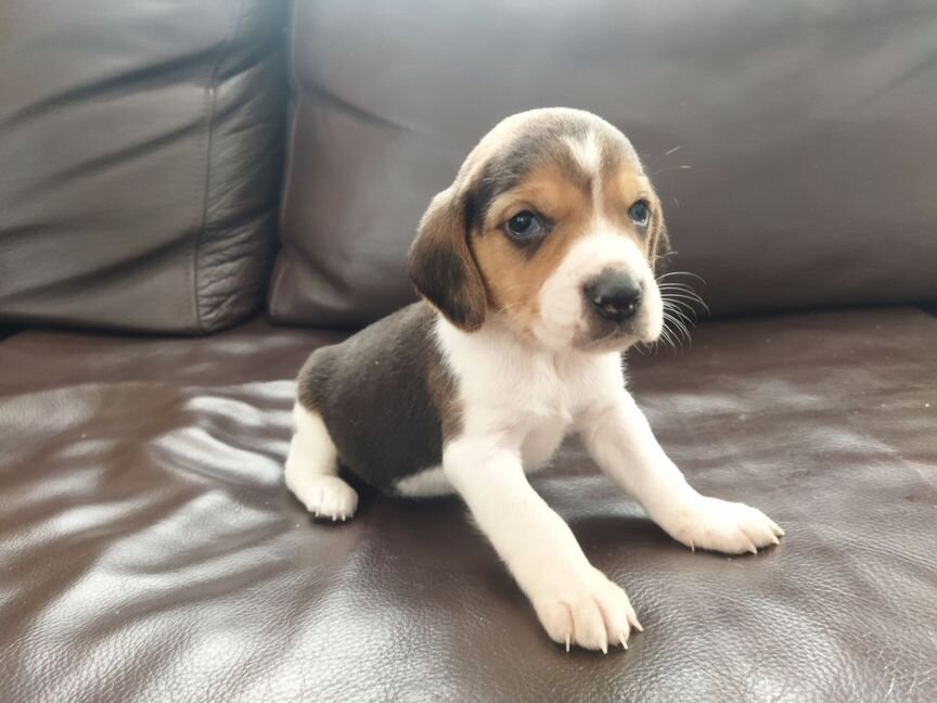 Эстонская гончая