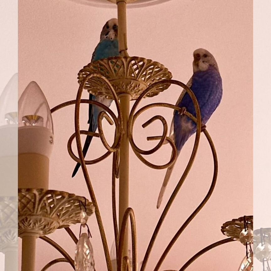 Волнистый попугай 2 шт с клеткой