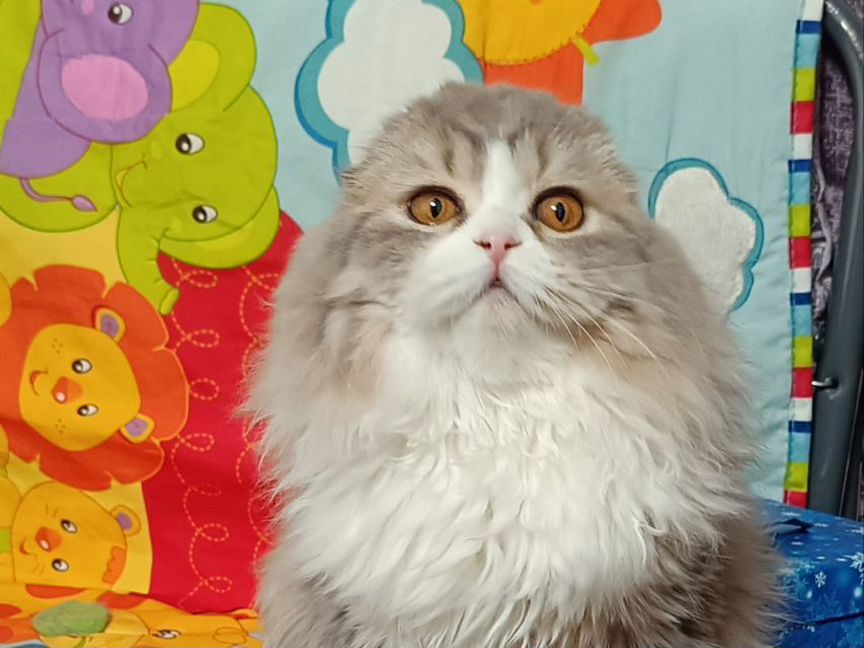 Кошечка хайленд фолд
