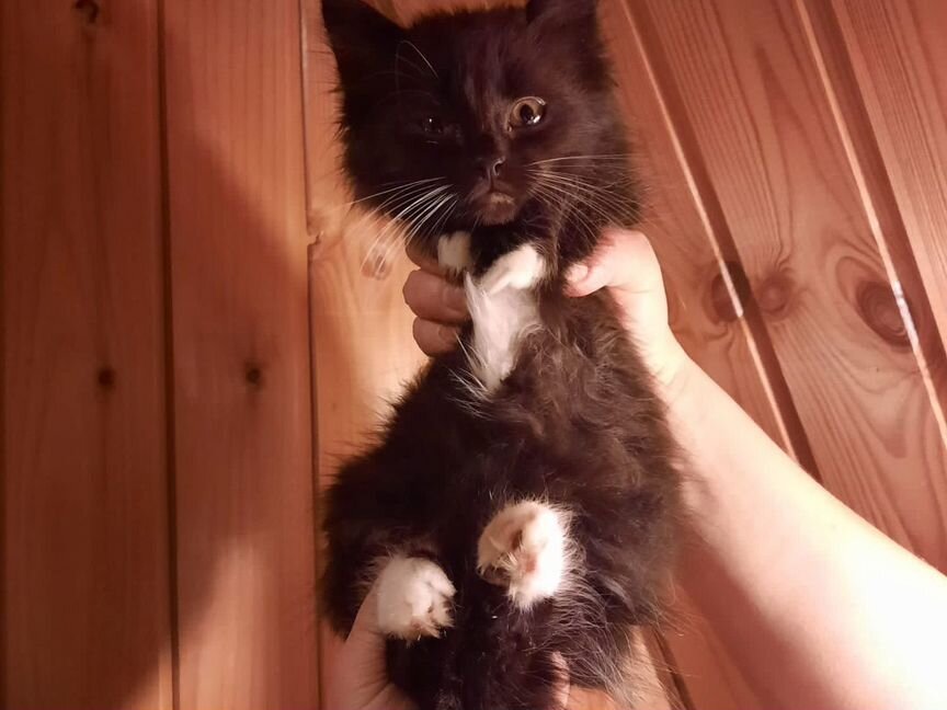 Котенок мальчик черный и рыжий