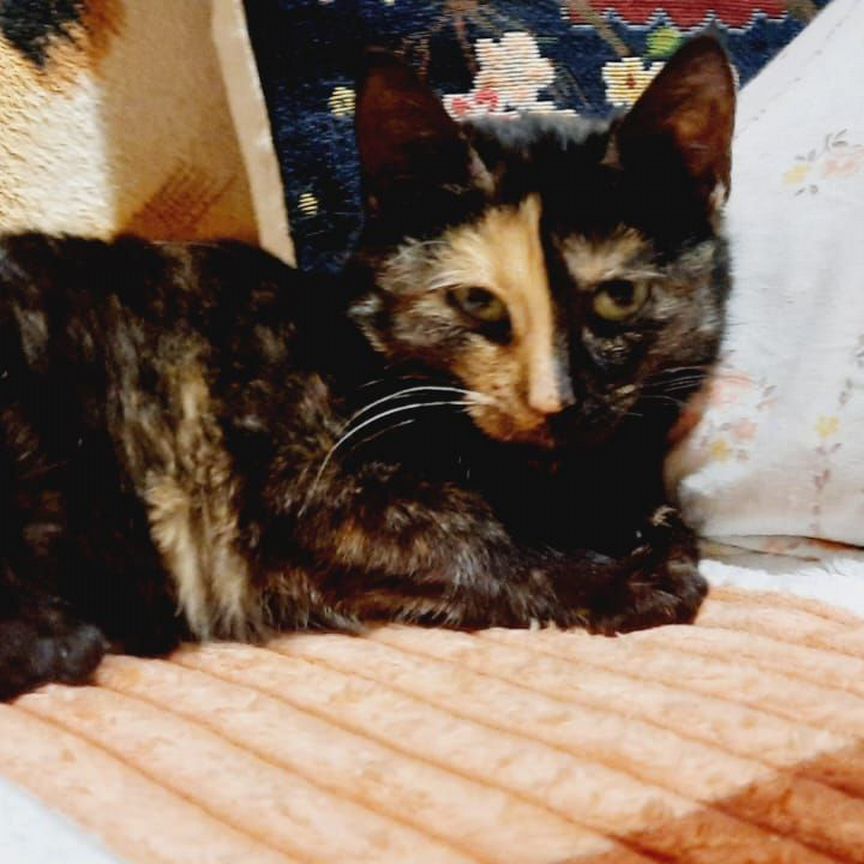 Котёнок Ночка