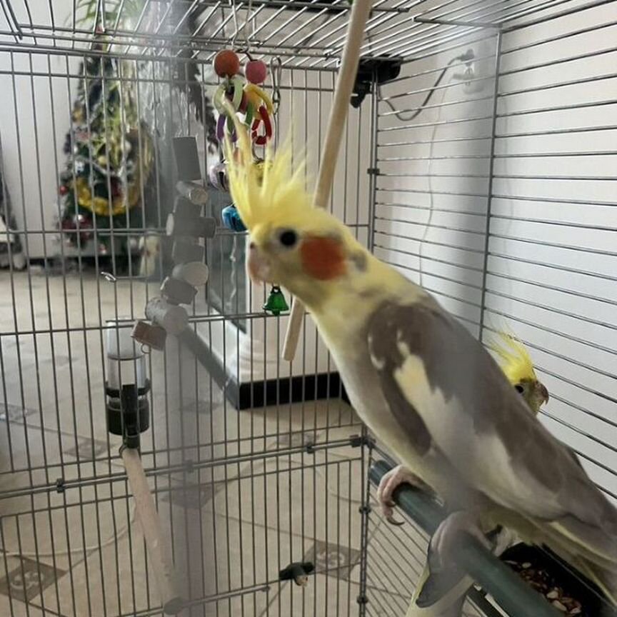 Попугай только корееллу