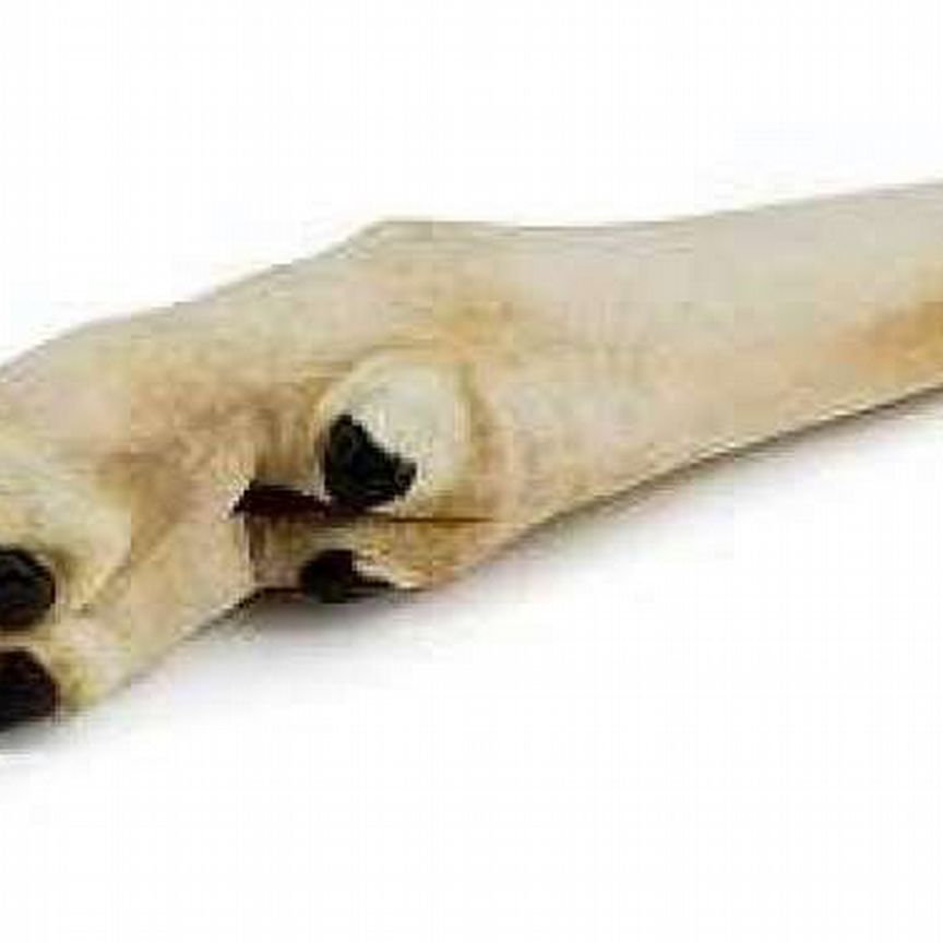 Баранья нога