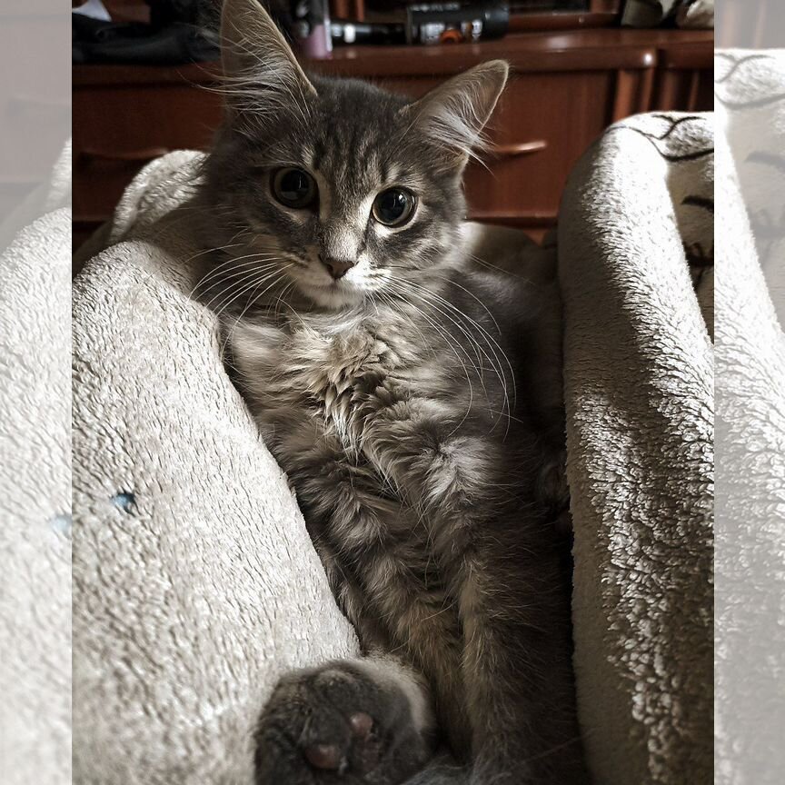 Потерялся кот