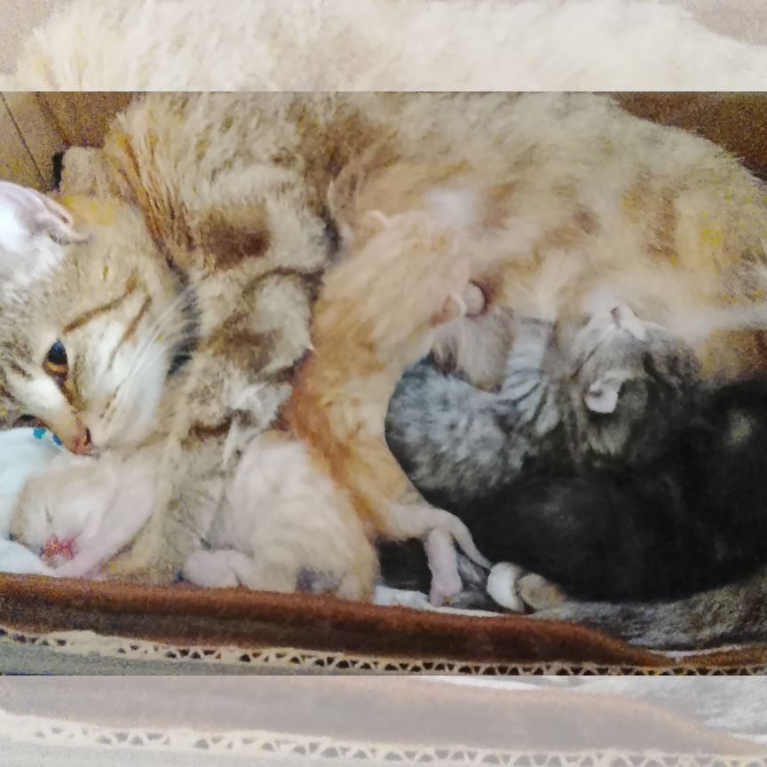 Кошки в добрые руки