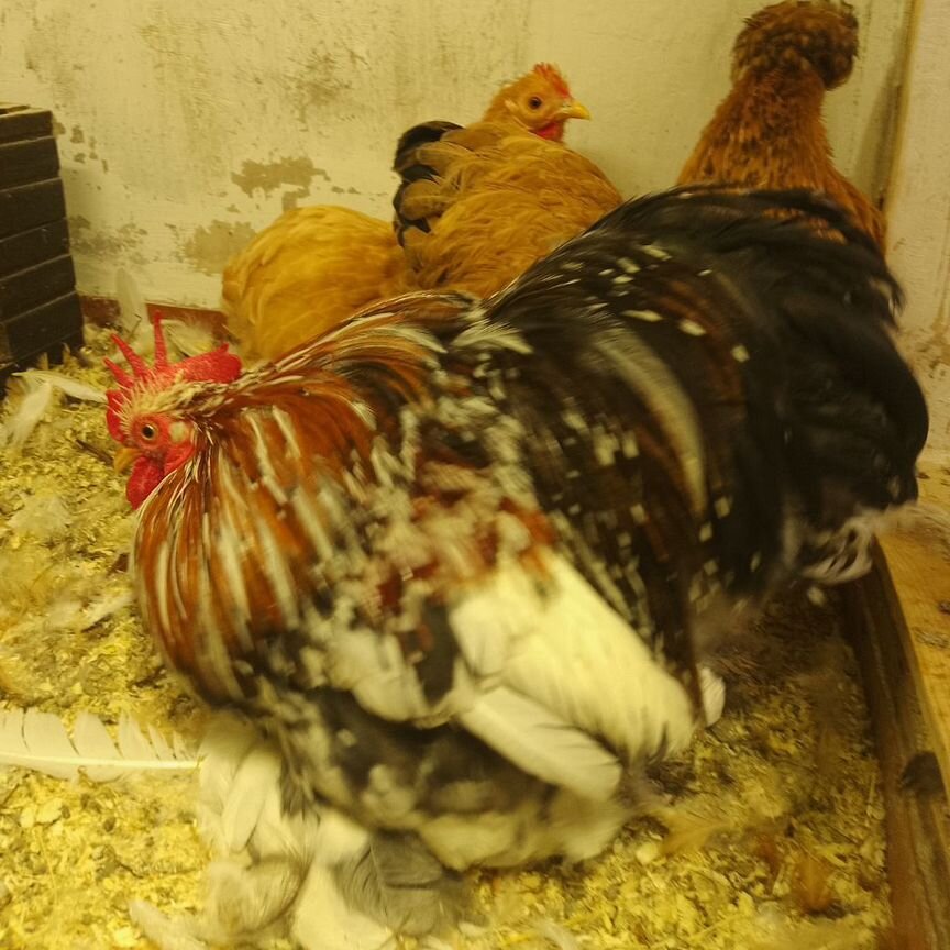Декоративные карликовых куры