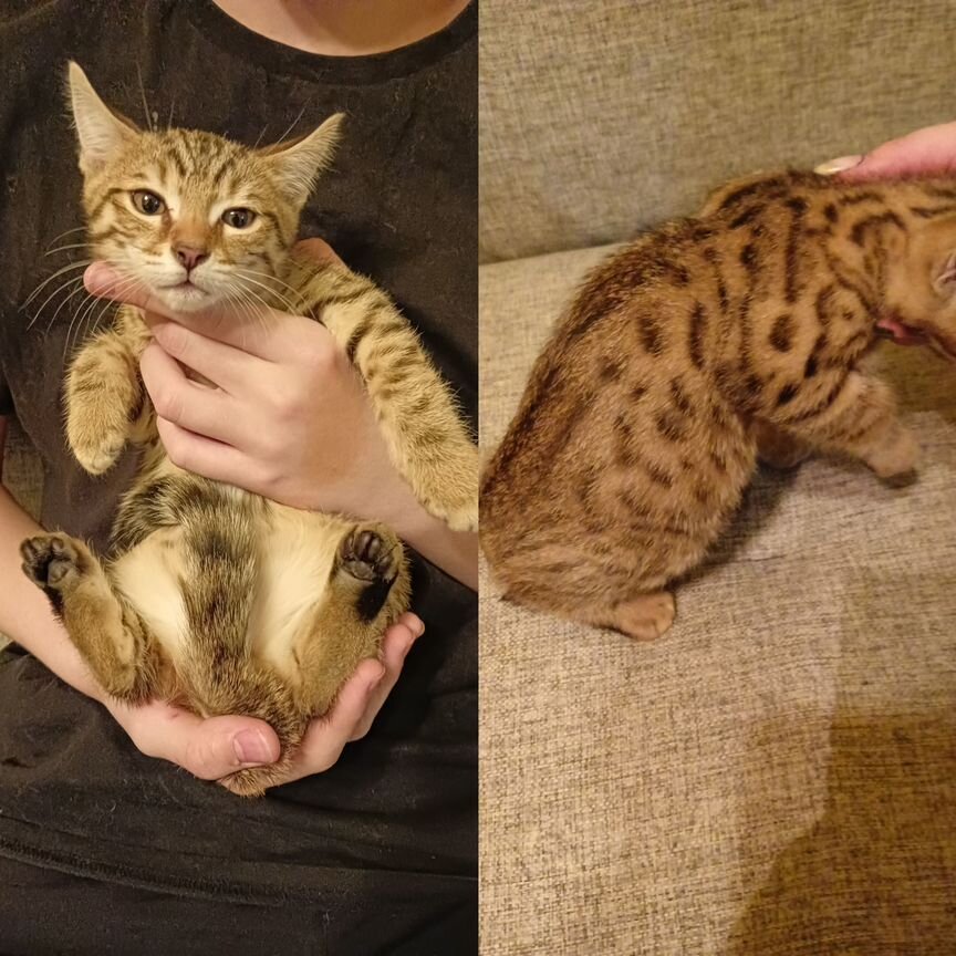 Чистокровные котики от бенгалов