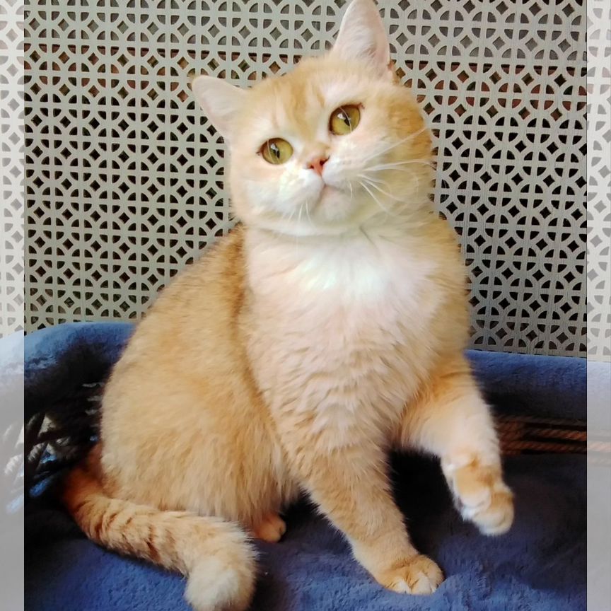 Кошка золотая шиншилла
