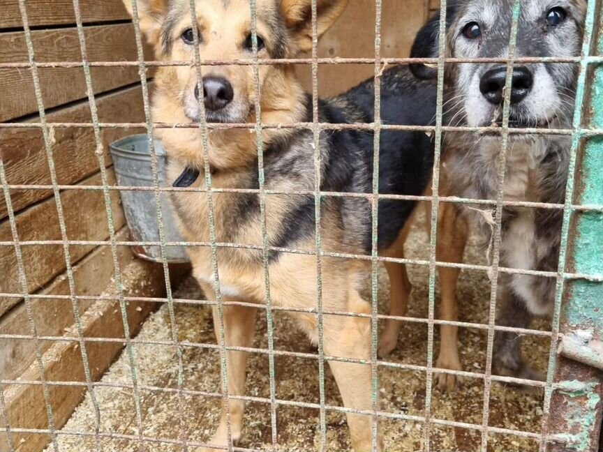 Собака из приюта