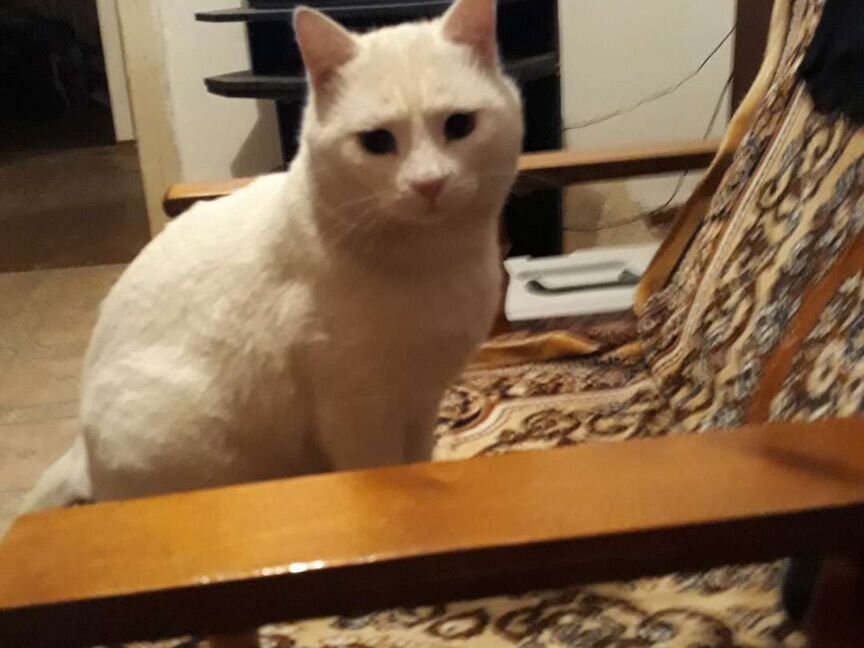 Коты для вязки