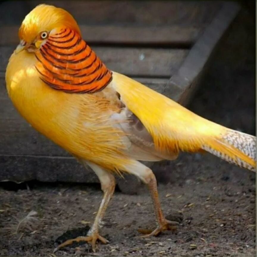 Лимонный воротниковой фазан