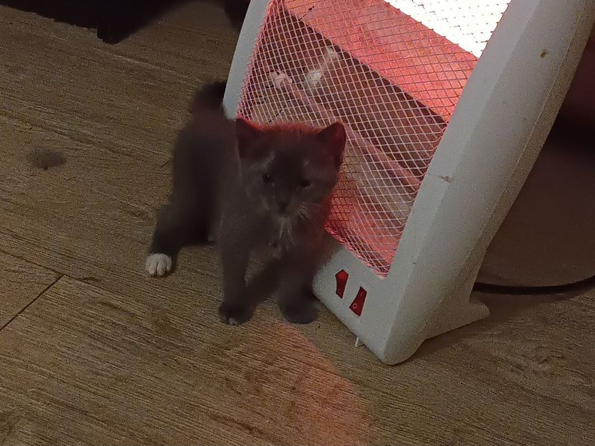 Котенок (кошка)