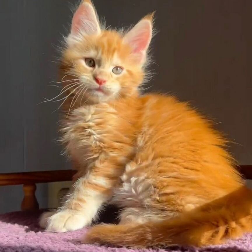 Котенок мейн-кун классный рыжик