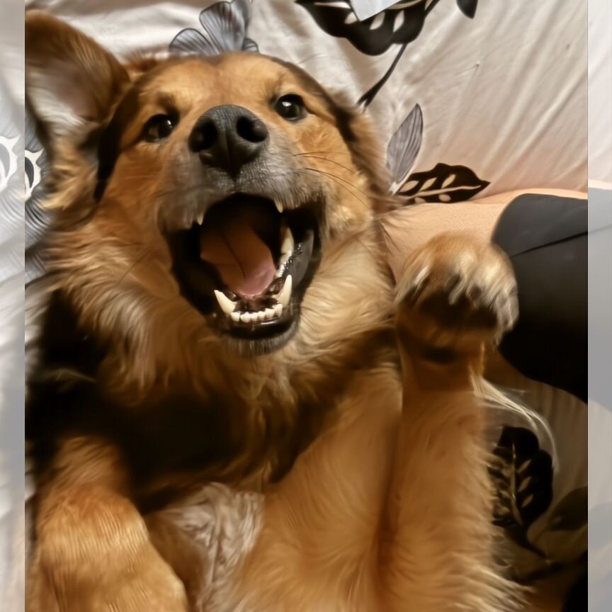 Щенок в добрые руки