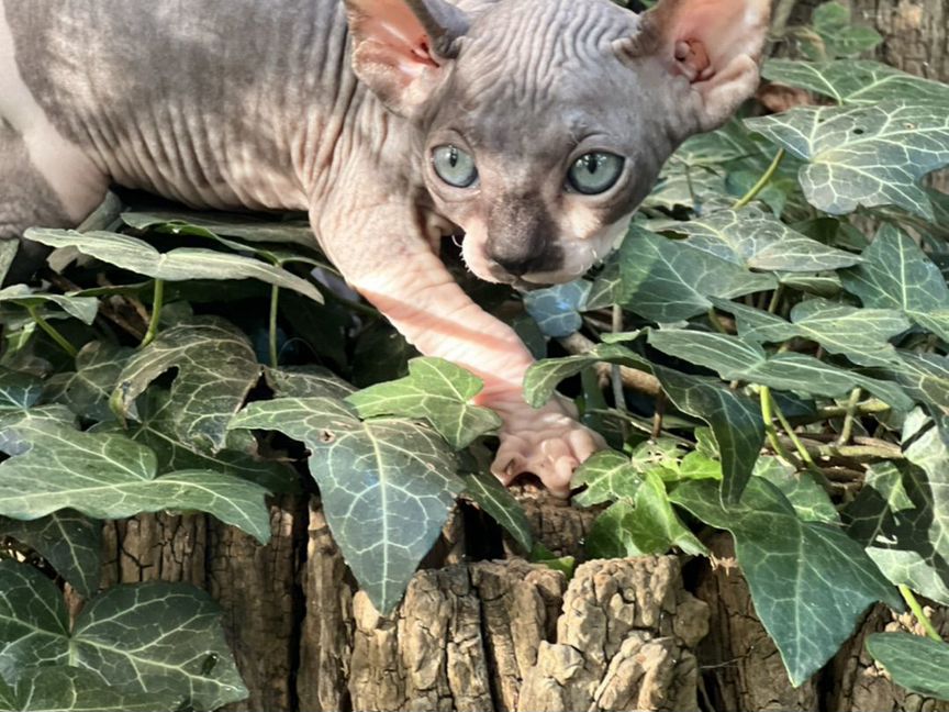 Котенок эльф