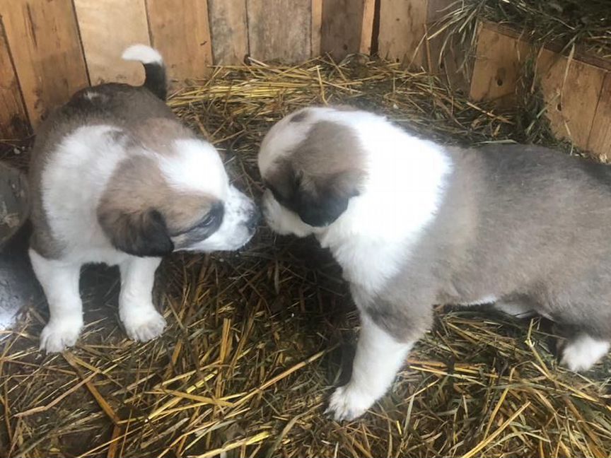 Среднеазиатская овчарка