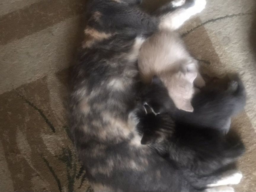 Котята
