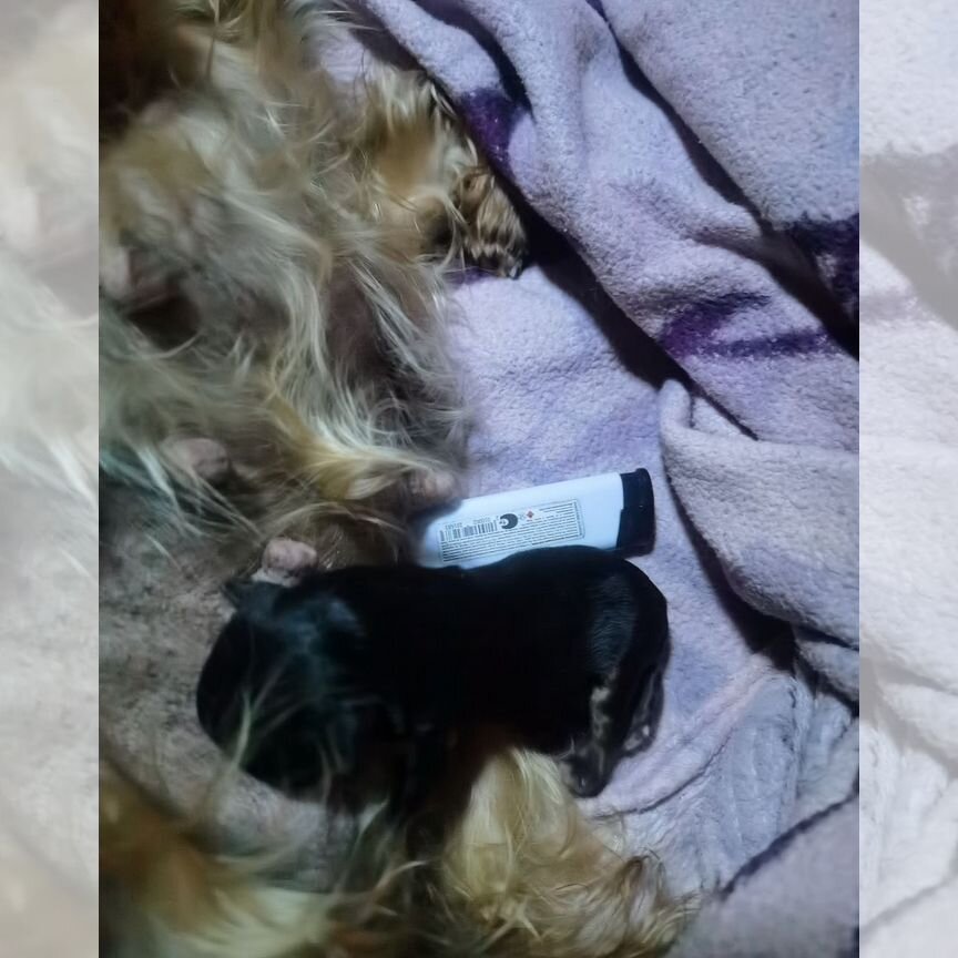 Йоркширский терьер, щенок