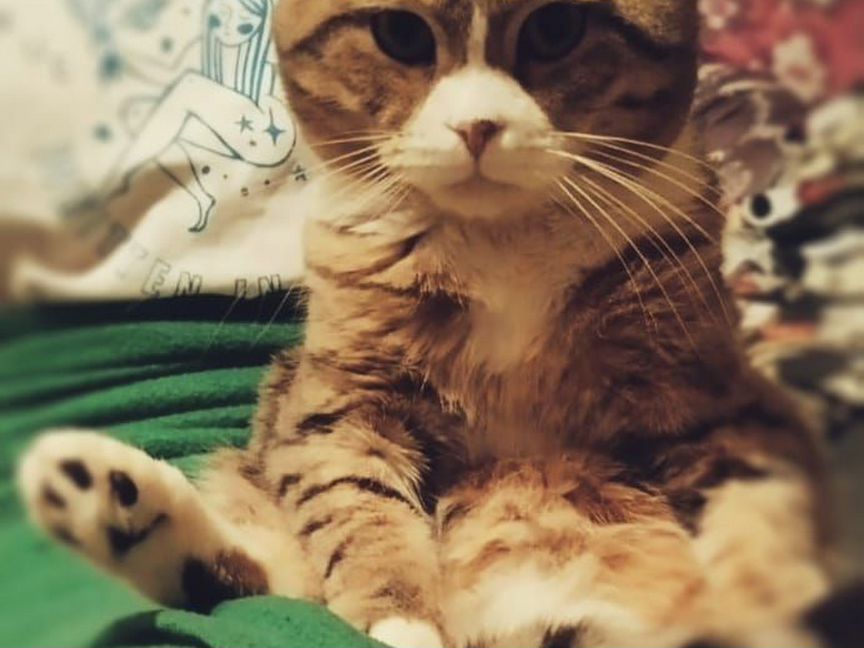 Кот