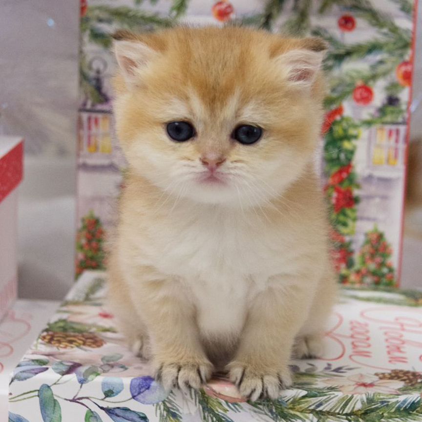 Британский короткошёрстный котёнок