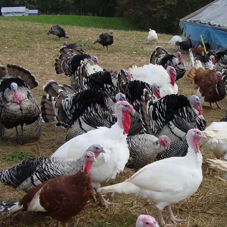 Индюки живым весом