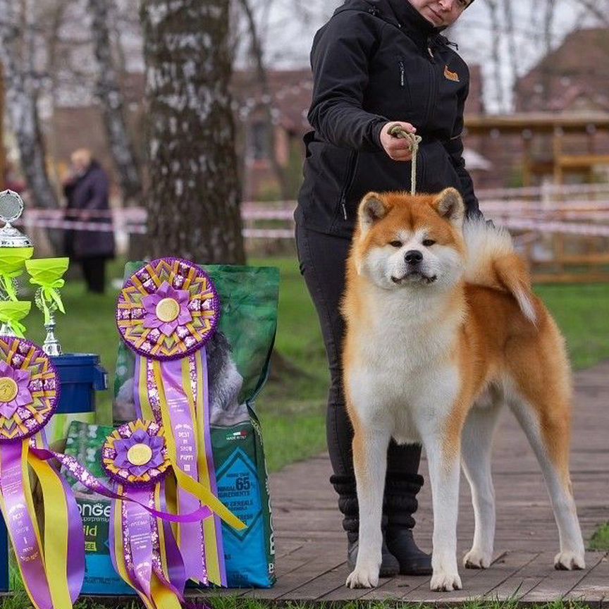 Очаровательный мальчик акита ину