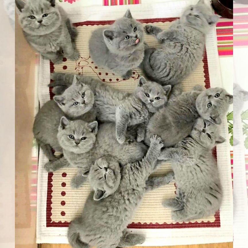 Голубые плюшевые мишки)