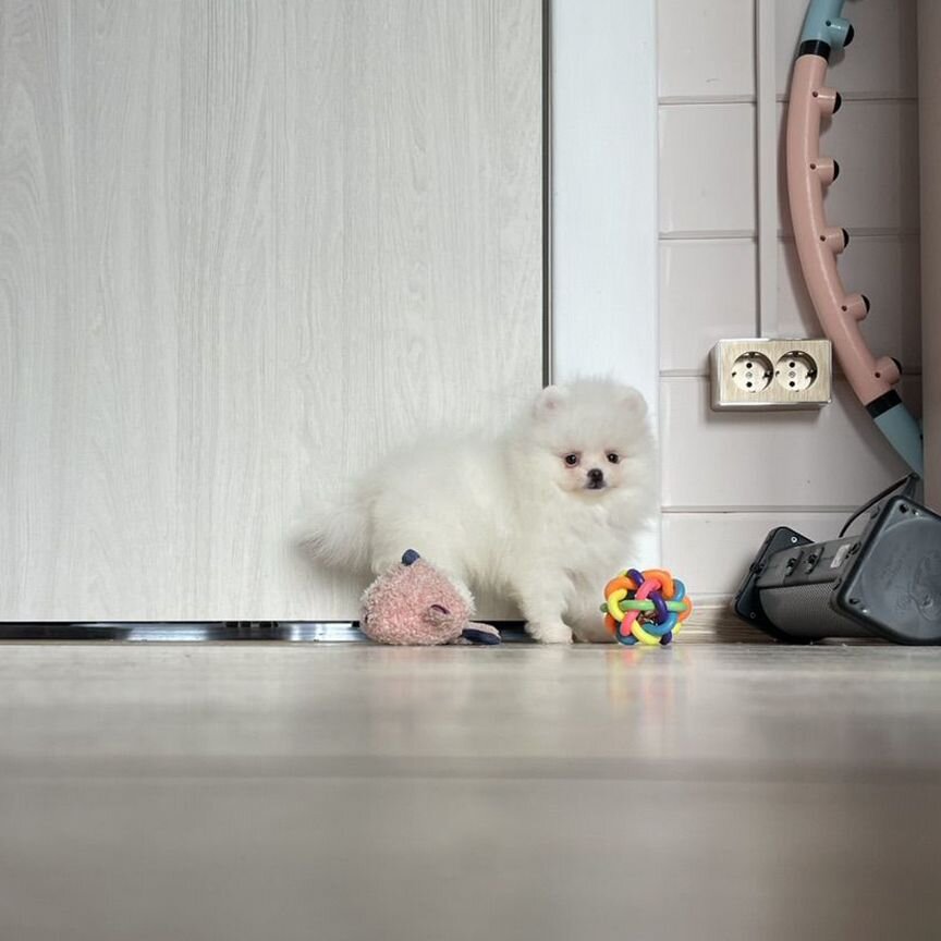 Померанский шпиц, щенок