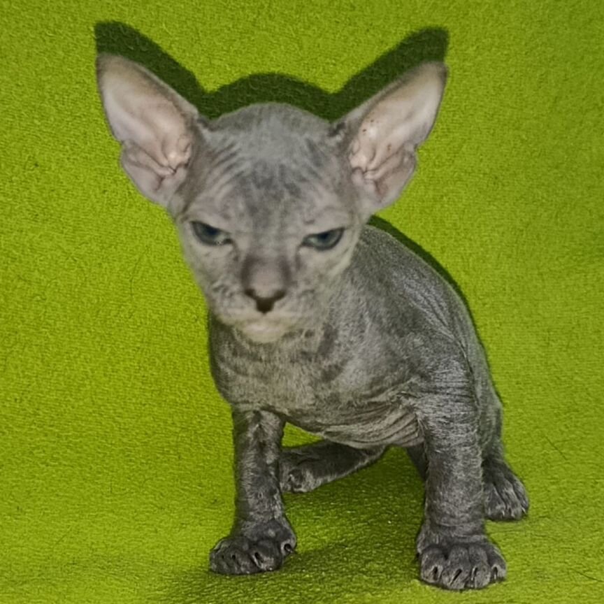 Донской сфинкс котёнок