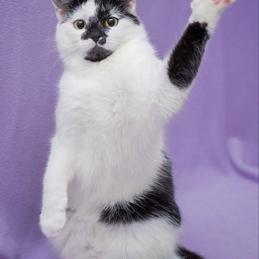 Котёнок-подросток Мия в добрые руки