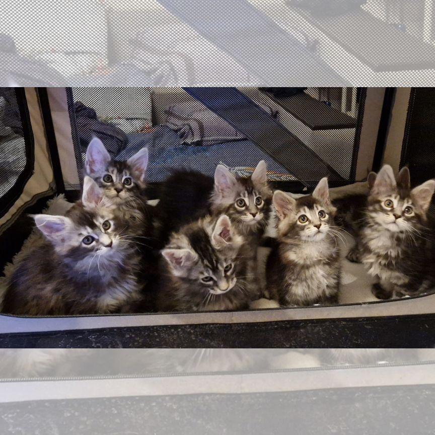 Котята мейнкуна полидакт