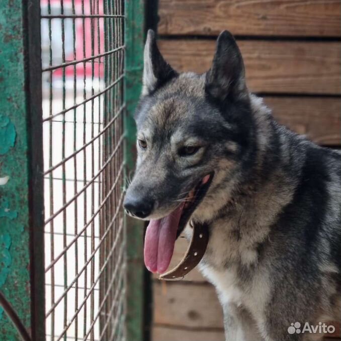 Гром полностью готов стать домашним псом