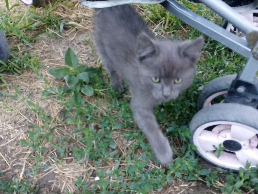 Котята мышеловы