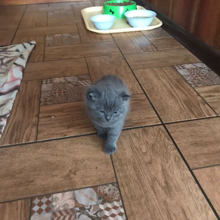 Шотландская