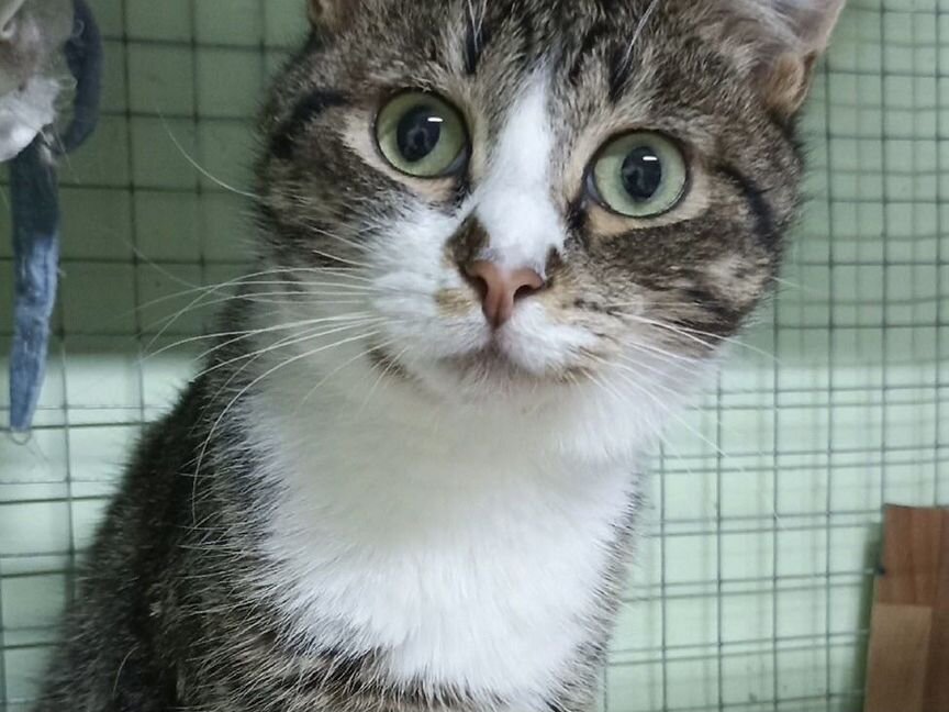 Котик в добрые руки