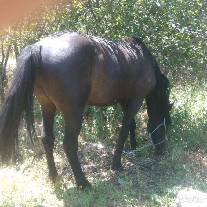 Продам лошадь