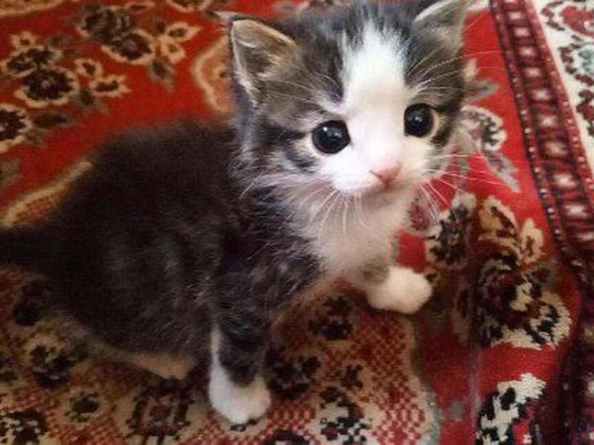 Котенок мальчик