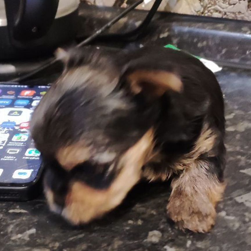 Йоркширский терьер, щенок