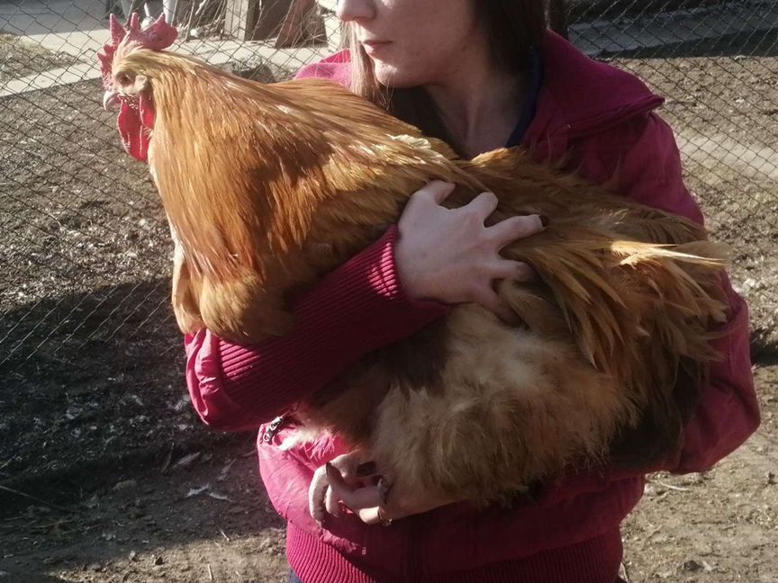 Цыплята (орпингтон палевый)