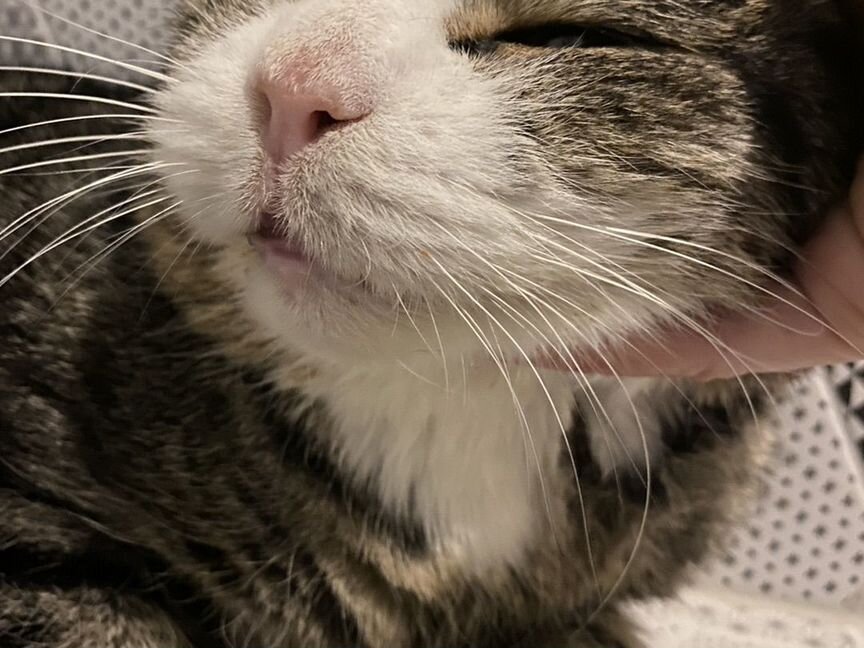 Бесплатно котик Степка в добрые руки